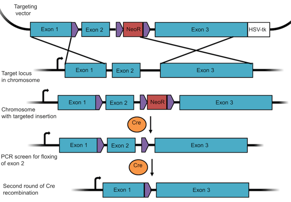 Plasmids 101 Knockout Knock In Plasmids